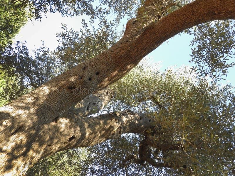 Olive tree stock photo. Image of gigantic, alte, logs - 196952070
