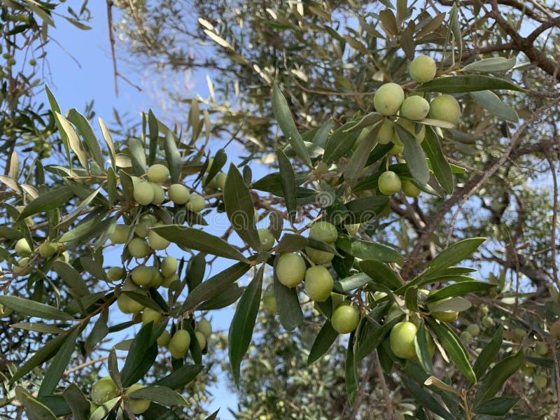 Olive tree branch stock photo. Image of branch, botany - 158794602