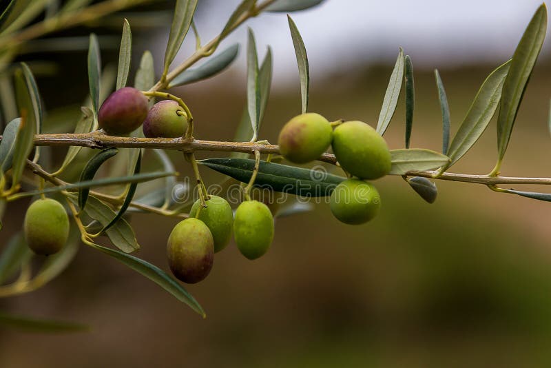 Olive Tree Branch Con Las Aceitunas Foto de archivo - Imagen de sano ...