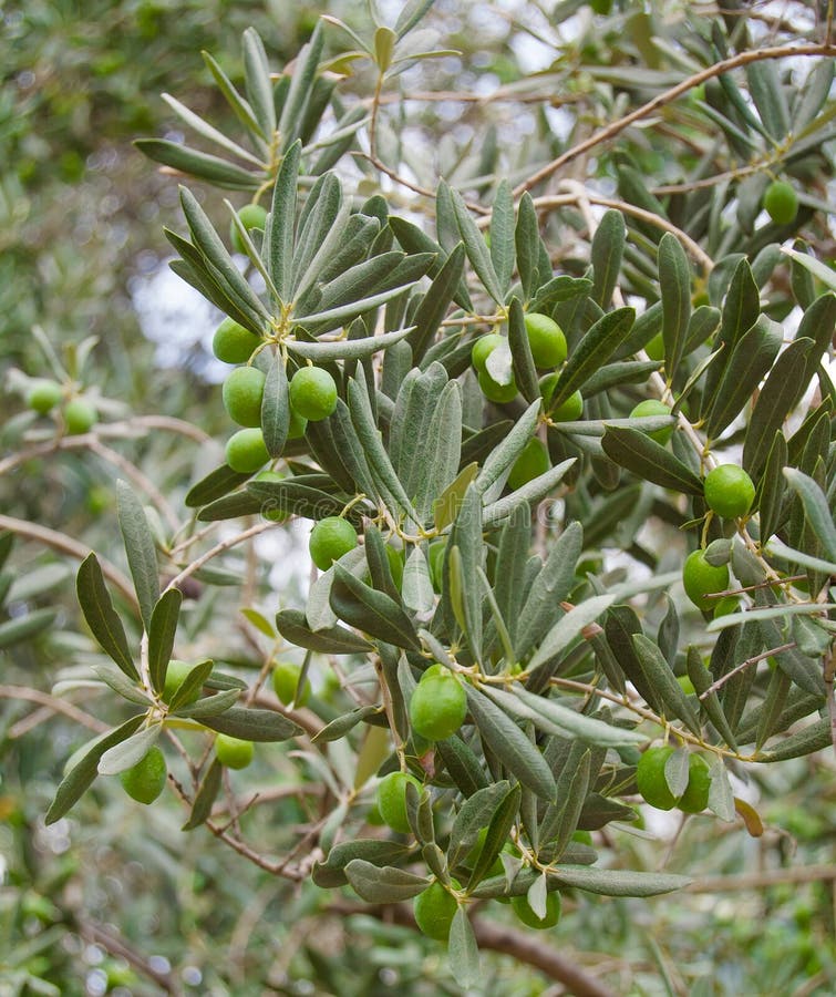 Aceitunas Verdes En Un árbol Imagen de archivo - Imagen de receta ...