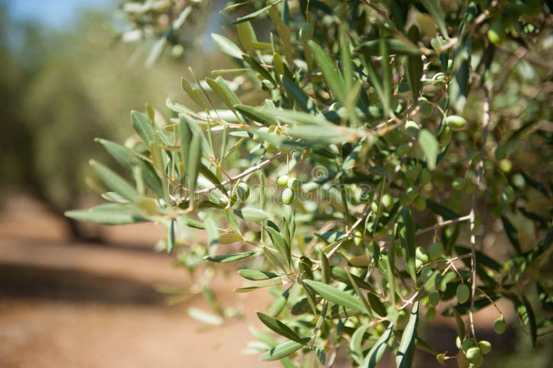 Olive tree branch detail stock photo. Image of fruit - 59630302