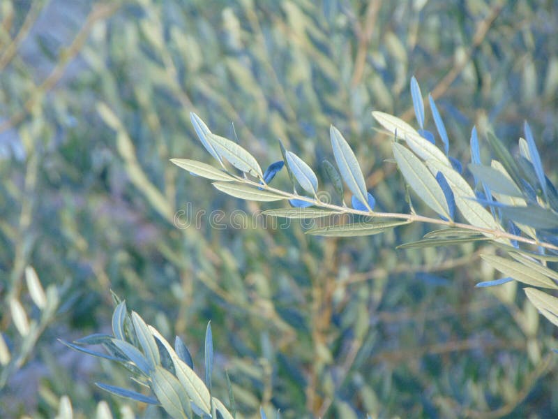 Olive Tree Branches with Leaves without Fruits. Stock Image - Image of ...