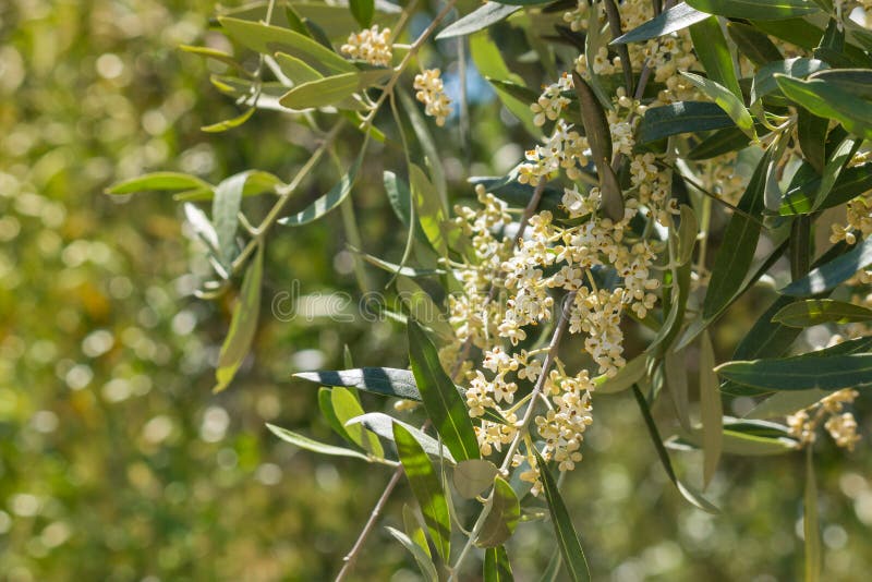 Olive Tree Branch with Flowers in Bloom Stock Photo - Image of leaves ...