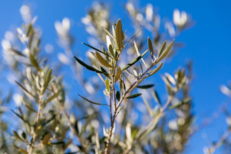 Olive Tree Branch. Focus in the Center Stock Photo - Image of healthy ...