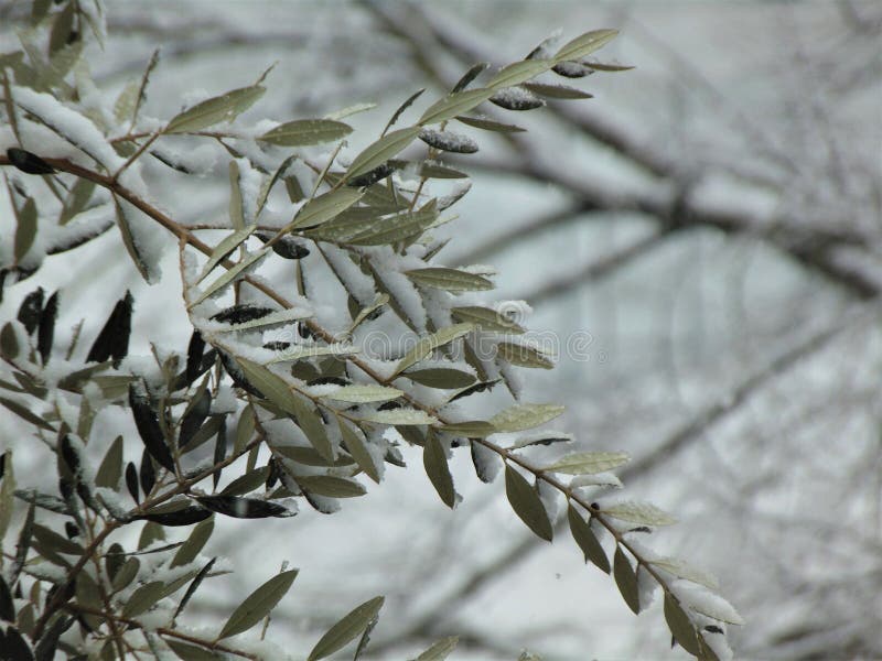Olive Tree Branch without Fruit Under Falling Snow.Italy. Stock Photo ...