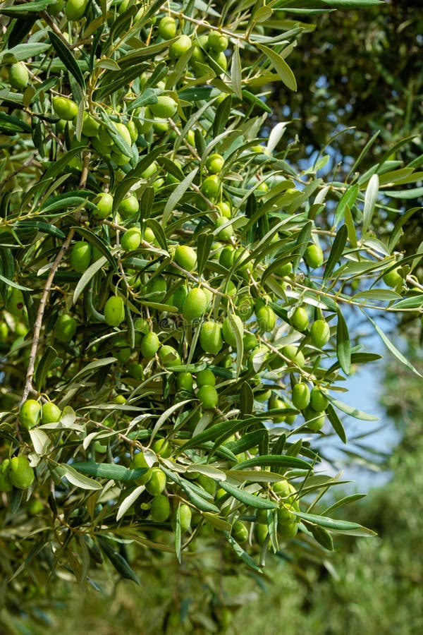 Olive Tree Branch with Green Olives Stock Image - Image of cosmetic ...