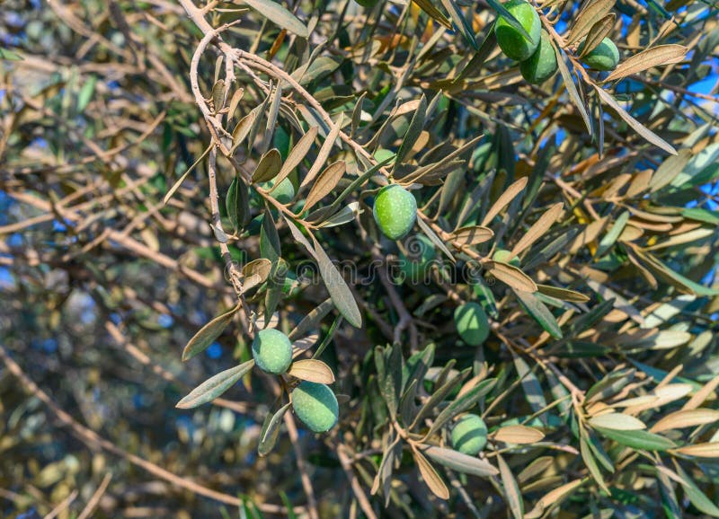 Bush of Olives. Fruits of Olives on the Bush. Green Olives Stock Image ...