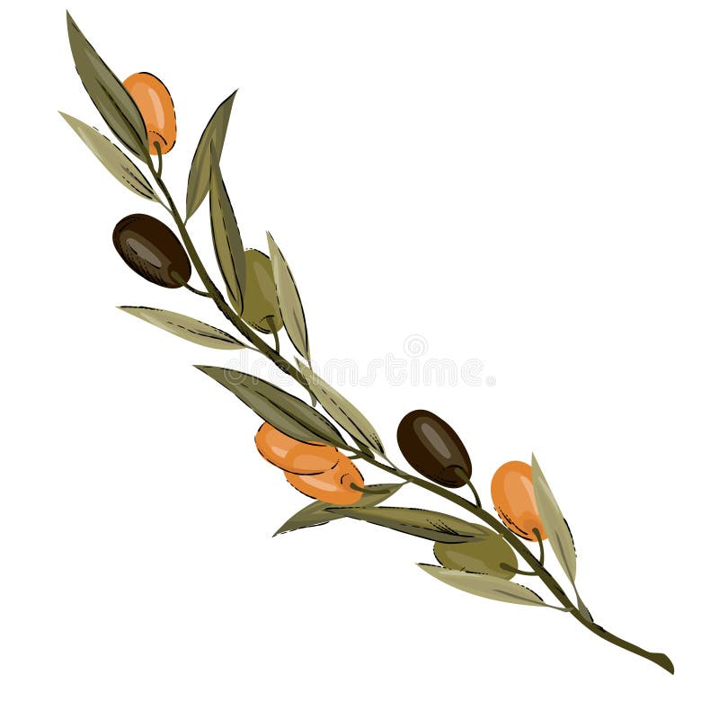 Olive Tree Branch Hand Drawn Vector Illustration Isolated on White ... Olive Tree Branch Hand Drawn Vector Illustration Isolated on White ...
