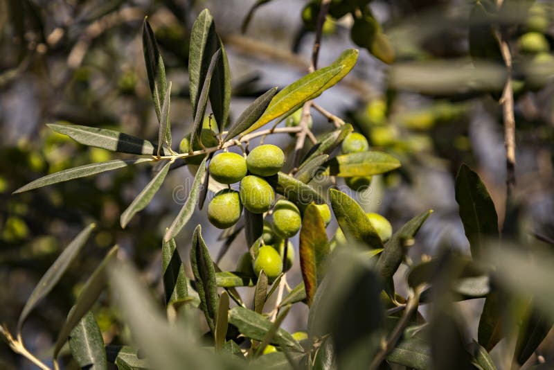 Olive tree branch stock photo. Image of country, branch - 105003114