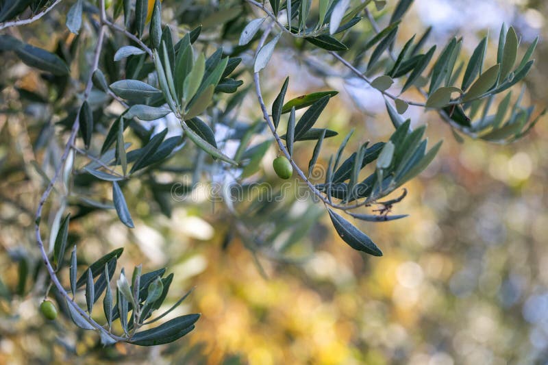 Olive Tree Branch with Leaves in Sunlight Stock Photo - Image of leaves ...