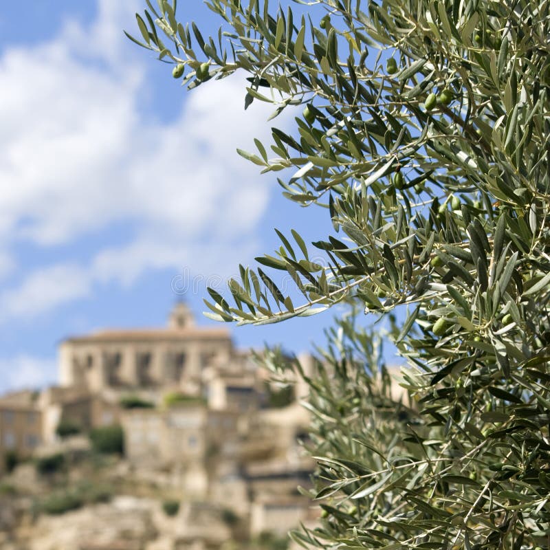 Olive Tree Branch. Provence. Stock Image - Image of olive, europe: 23866945