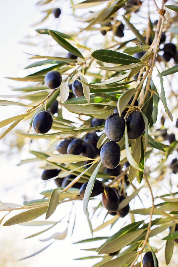 Olive tree branch stock image. Image of natural, garden - 178867585