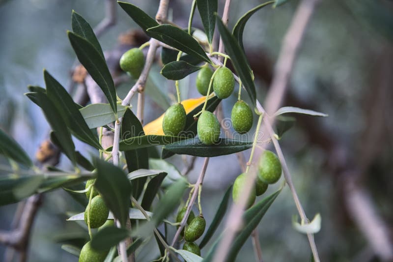 Olive Tree Branch with Ripe Olives Stock Photo - Image of ingredient ...