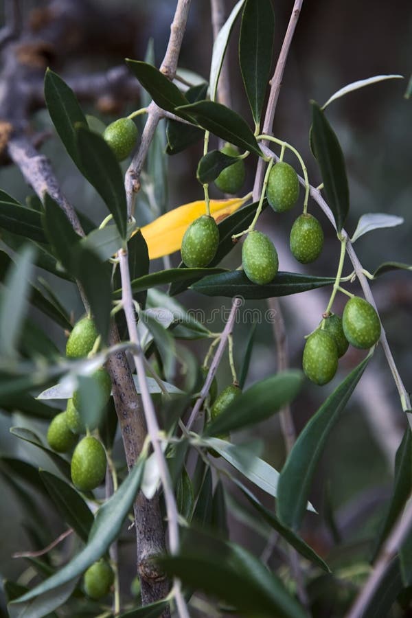 Olive Tree Branch with Ripe Olives Stock Image - Image of antioxidant ...