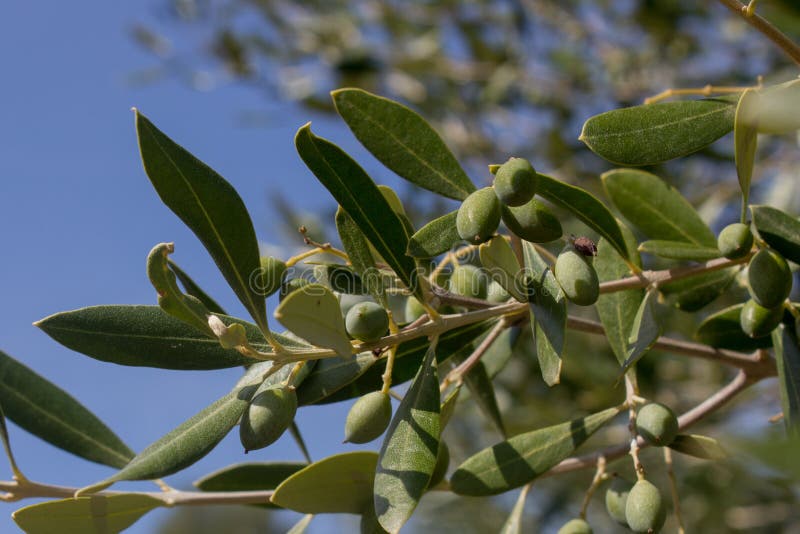 Olive tree branch stock photo. Image of tree, harvest - 114481854
