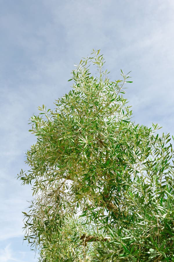 Olive Tree Branches with Blue Sky in Background. Vertical Stock Image ...