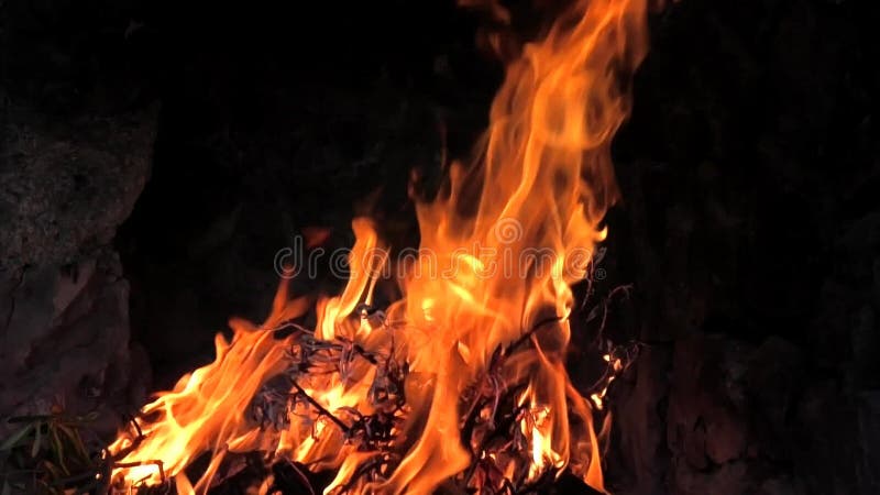 Olive Tree Branches on Fire Zoom Stock Footage - Video of burning, heat ...