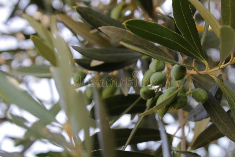 Olive Tree Branches Closeup Stock Photo - Image of trees, branches ...