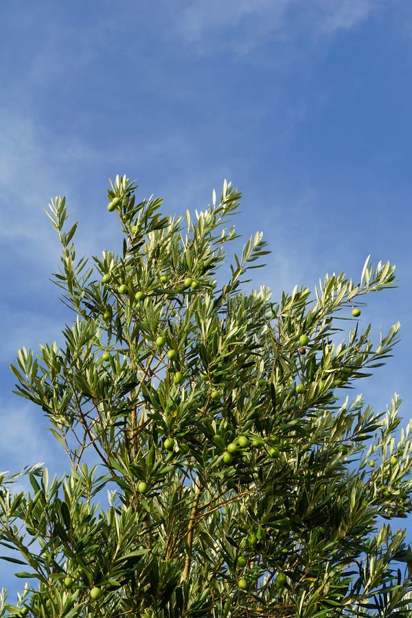 Olive Tree Branches with Green Olive Fruit Swaying on the Wind Stock ...
