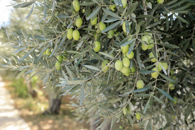Olive Tree Branches with Green Olives before Harvesting. Stock Photo ...