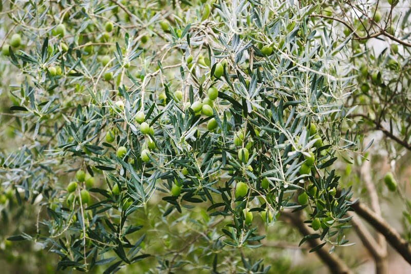 Olive Tree Branches. Green Olives in an Olive Tree Stock Photo - Image ...