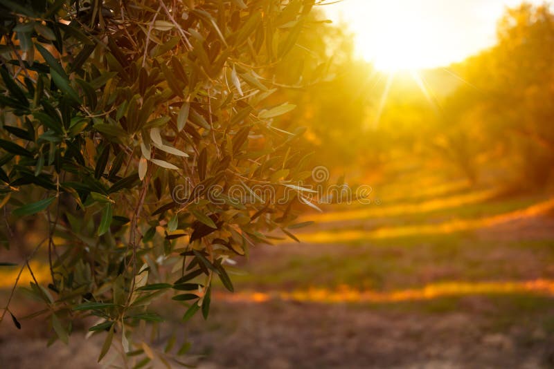 Olive Tree in Garden on Sunset Stock Image - Image of nature, sunset ...