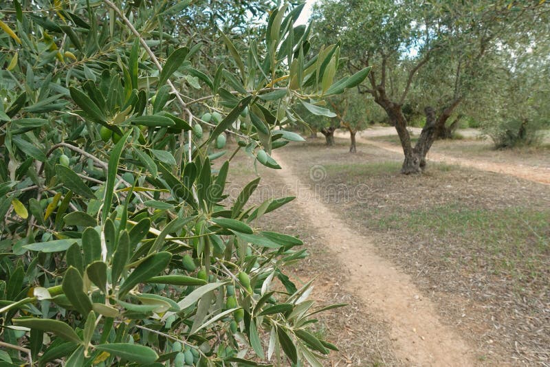 Olive Tree Branches and Path through Plantation Stock Photo - Image of ...