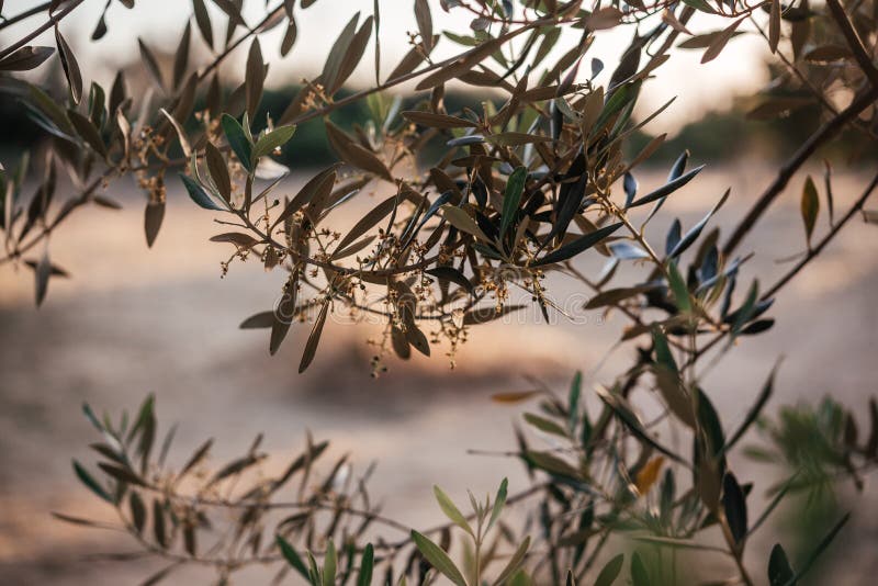 Olive Tree Branches at Sunset in Italy, Olive Grove Stock Image - Image ...
