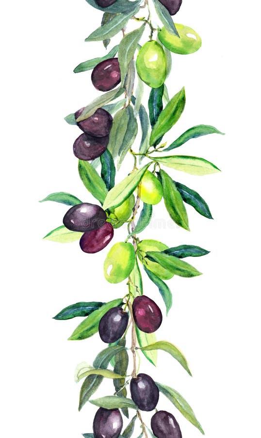 Olive Tree Branches. Watercolor Border Stripe Stock Illustration ...