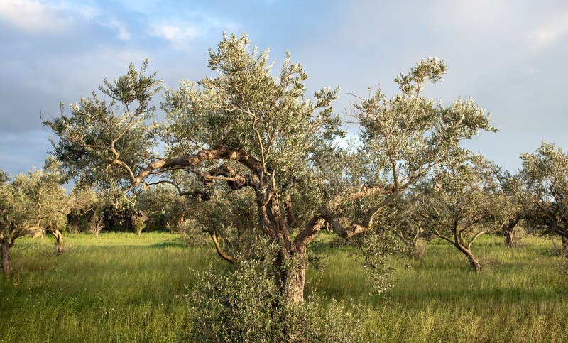 An Olive Tree with a Broad Crown Stands in a Meadow in Front of Other ...