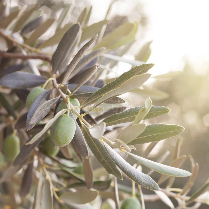 Olive tree brunch stock photo. Image of farm, beautiful - 43609026