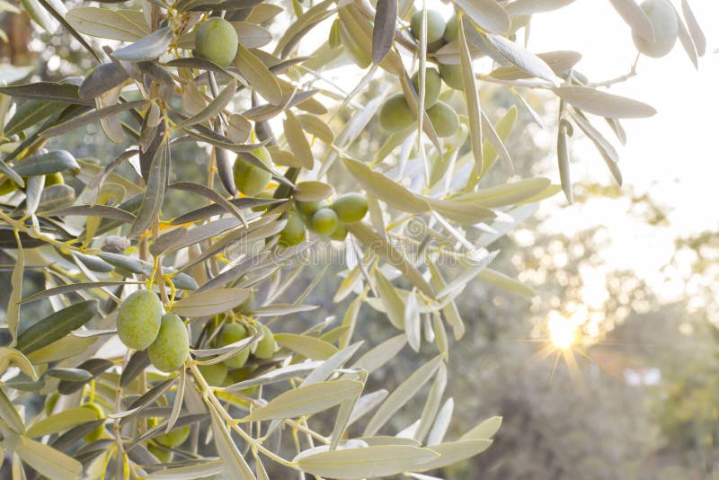 Olive tree brunch stock photo. Image of italy, agriculture - 43609036