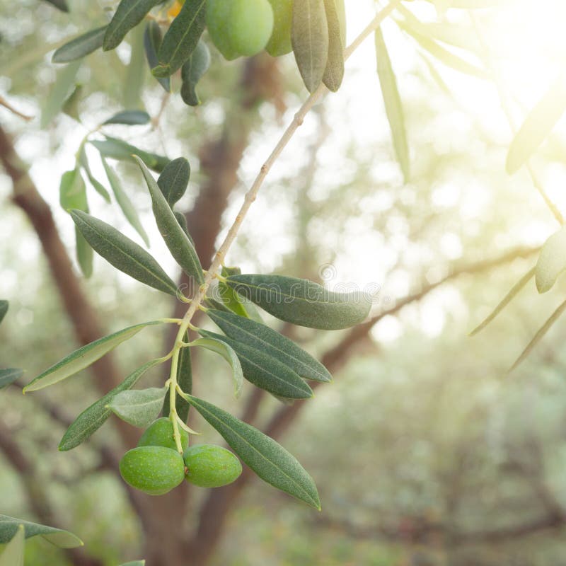 Olive tree brunch stock photo. Image of appetizer, gardening - 43609084