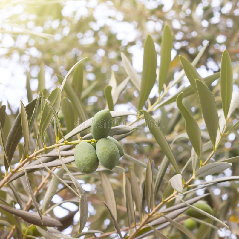 Olive tree brunch stock photo. Image of border, blurred - 43609088