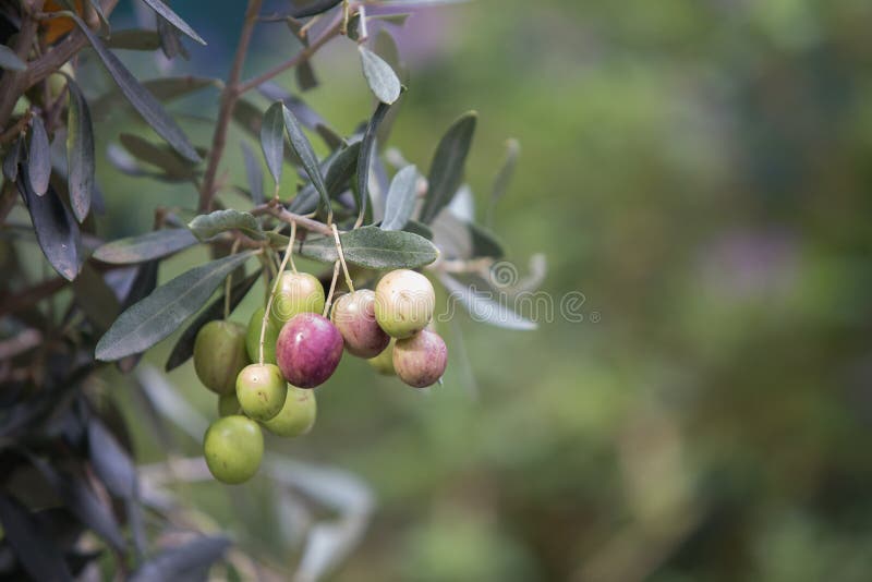 Olive tree brunch. stock image. Image of antique, agriculture - 88526249