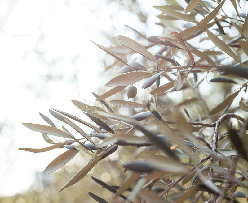 Olive tree brunch stock image. Image of appetizer, leaf - 43608927