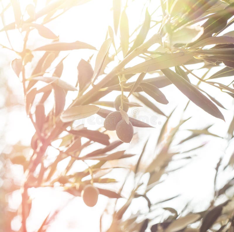 Olive tree brunch stock photo. Image of greece, flora - 43608924