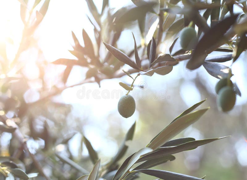 Olive tree brunch stock photo. Image of grove, earth - 43608994