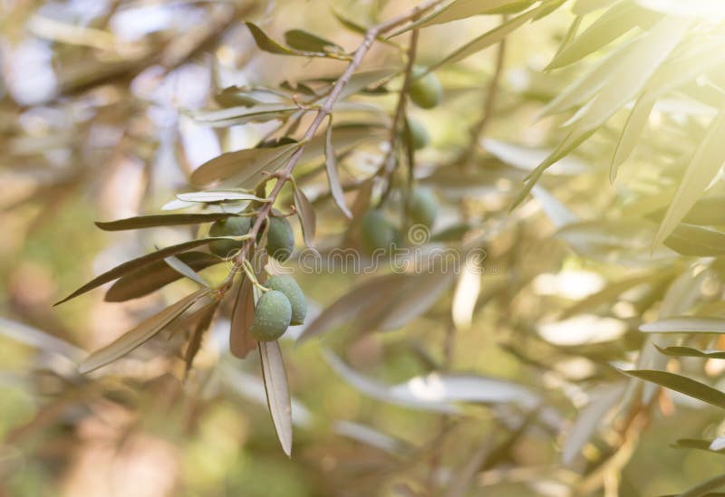 Olive tree brunch stock image. Image of leaves, agricultural - 43608999