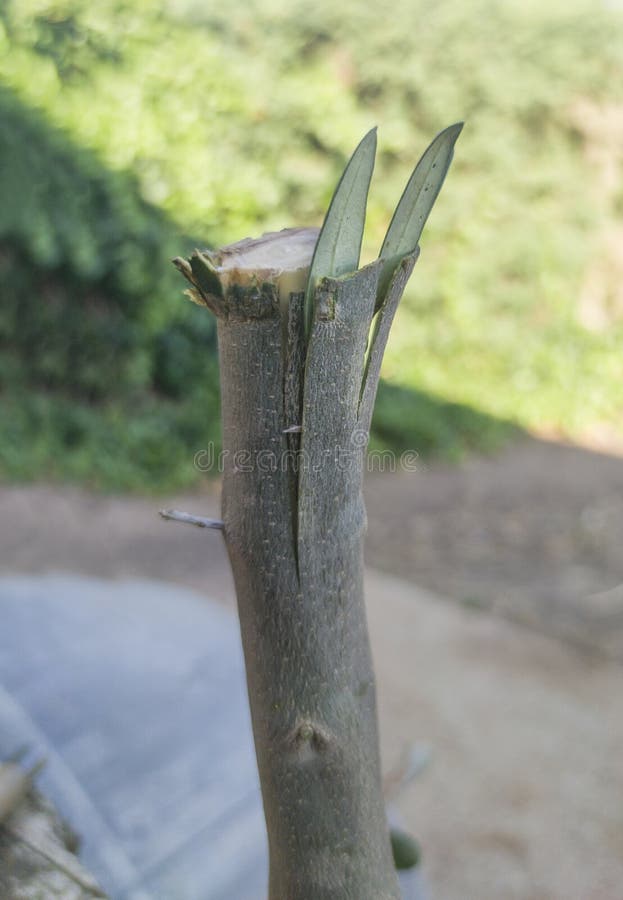 Olive tree grafting stock image. Image of technique - 339122913
