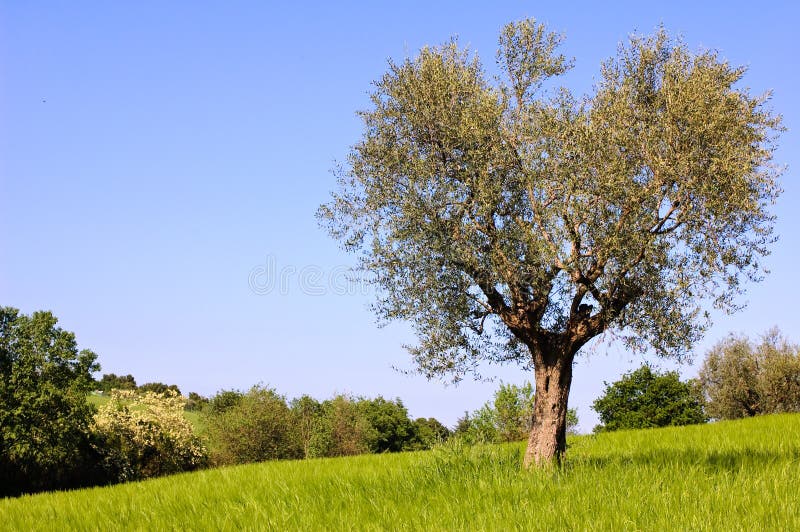 Olive tree and bushes stock photo. Image of green, summer - 15282178