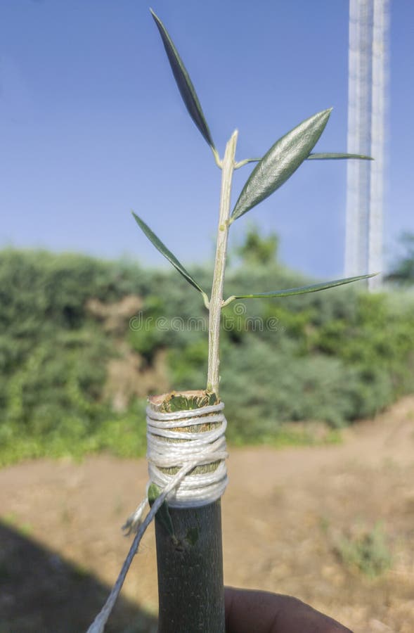 Olive tree grafting stock photo. Image of grafting, tree - 339123120