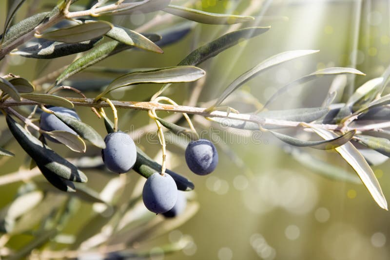 Olive tree stock photo. Image of grove, harvest, food - 119206382