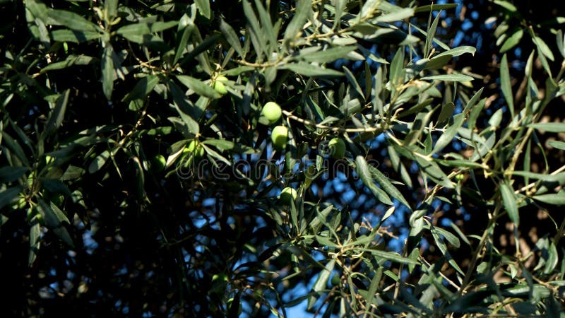 Of an Olive Tree. a Close-up View of Fresh Olive Tree Stock Video ...