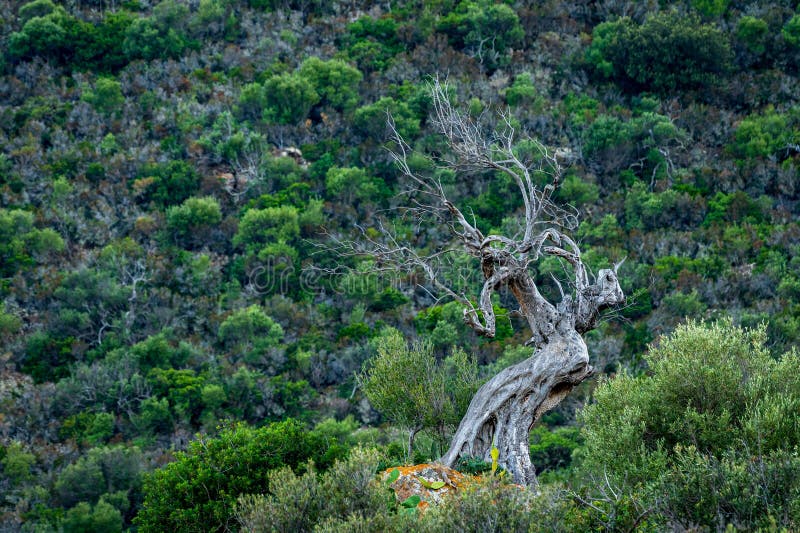 Tree Looks Like a Dancing Monster Stock Image - Image of nature, europe ...