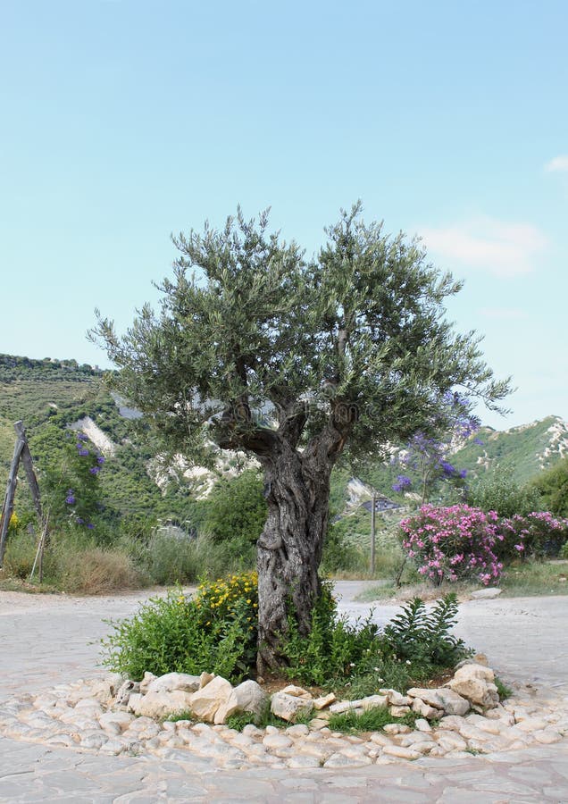 Olive Tree en primavera imagen de archivo. Imagen de rural - 31347673