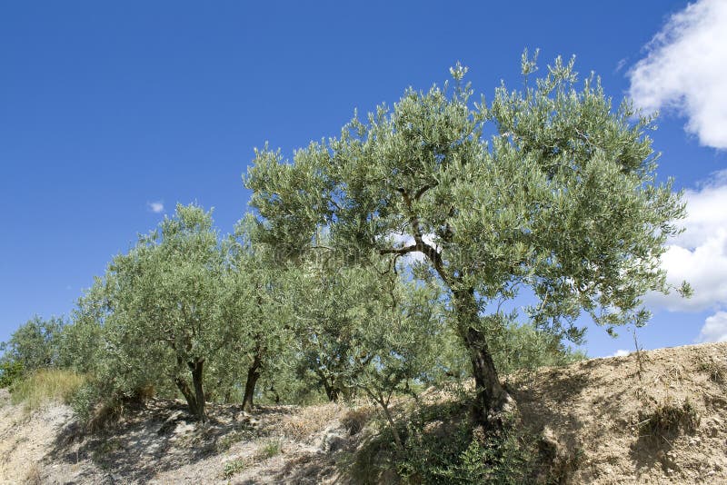 Olive Tree, Evergreen Tree. Stock Photo - Image of summer, scene: 21224148