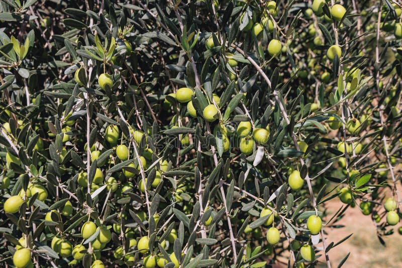 Olive tree in Cyprus stock photo. Image of rural, husbandry - 269126754