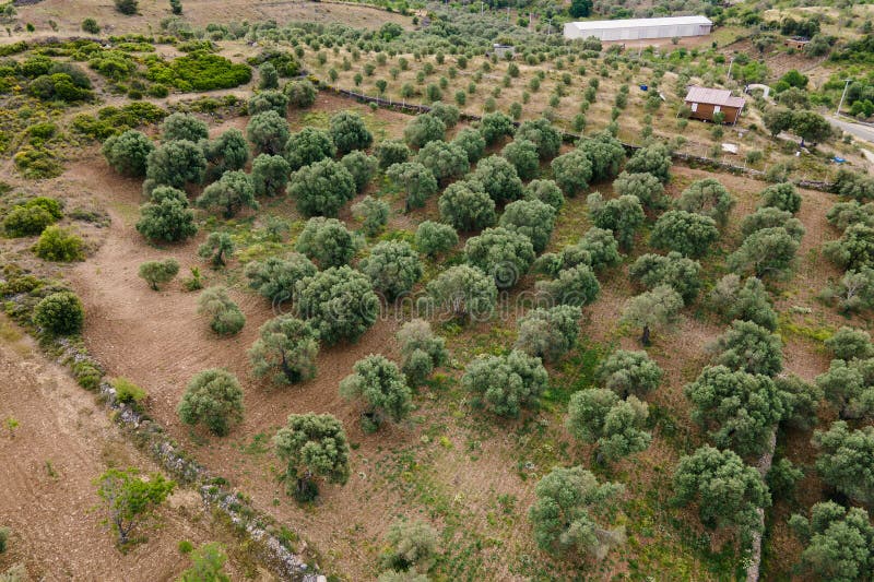 Olive Tree Farm Field Seen from Above Stock Photo - Image of ...