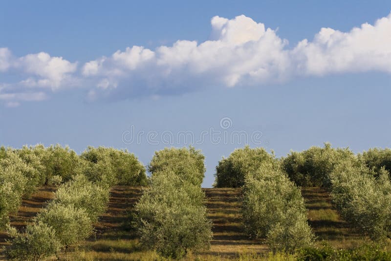 Olive tree field stock image. Image of cultivate, mountain - 11029341
